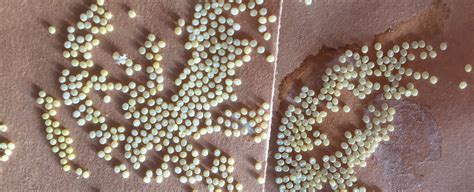 The Silkworm Genome Information Database