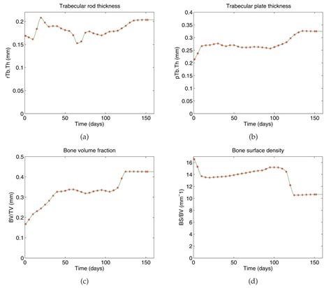 Simulation Of Subject Specific Bone Remodeling Intechopen