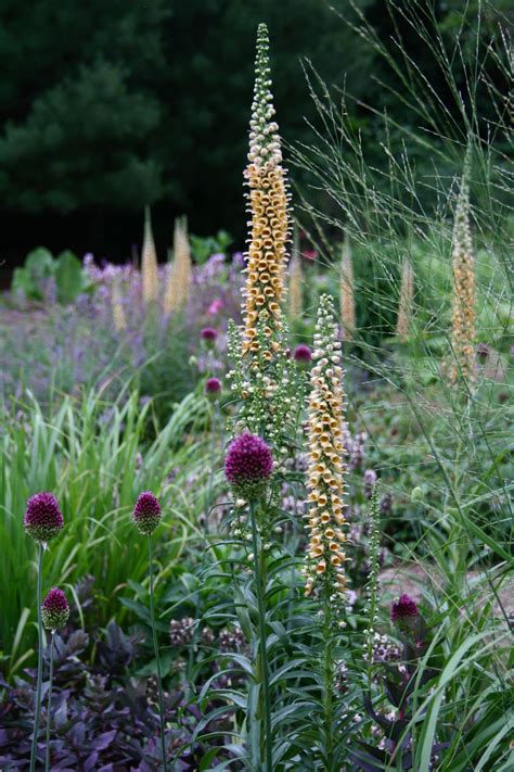 Rustic Beauty Digitalis Ferruginea Allium And Grasses Purple