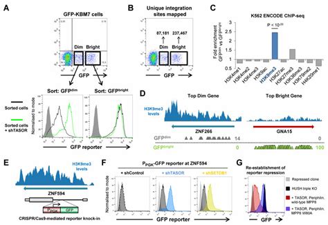 The Hush Complex Functions At Genomic Loci Rich In H3k9me3 Download