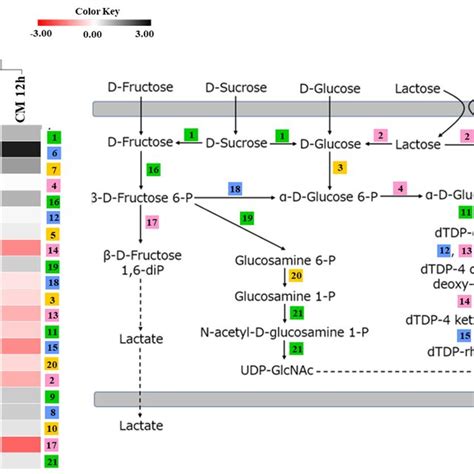 Comparative Gene Expression Level Of Nucleotide Sugar Download