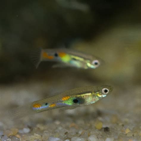 My Wild Guppies Wildguppies Tumblr Blog Tumlook