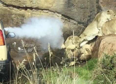 This Is Why Male Lion Was Attacked By Lionesses At West Midlands Safari