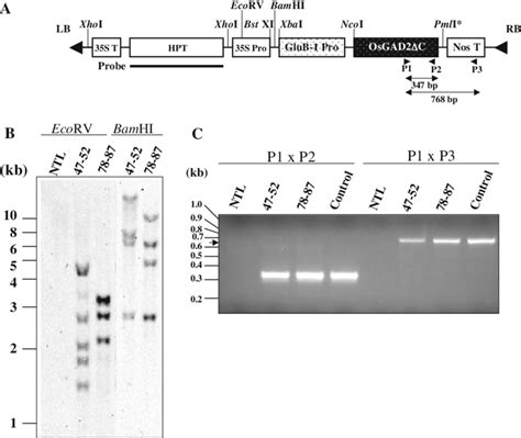 T Dna Constructs Used For Rice Transformation And Molecular Analysis Of
