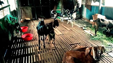 এই শীতে গরু ছাগল এবং গাড়লের কি ধরনে যত্ন নেওয়া উচিত কি ব্যবস্থা