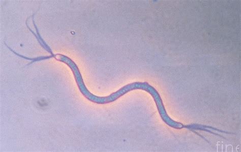 Sperm Cells 13 Fig 2 Spirillum Bacteria 14 Download Scientific