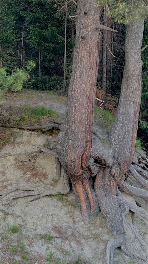 Корни деревьев прогулка по лесу массивные корни дерева эстетика корней