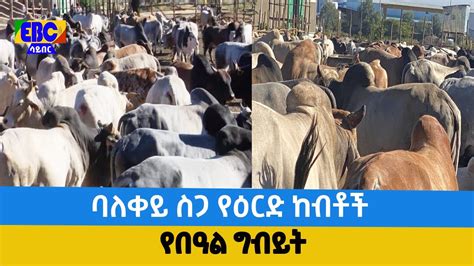ባለቀይ ስጋ የዕርድ ከብቶች የበዓል ግብይት Etv Ethiopia News Youtube