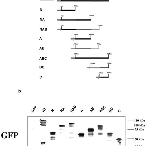 Schematic Representation Of Gfp Rb Fusion Constructs A Transient