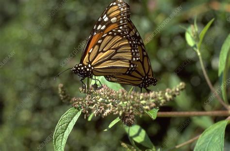 Monarch Butterflies Mating Stock Image Z3550837 Science Photo