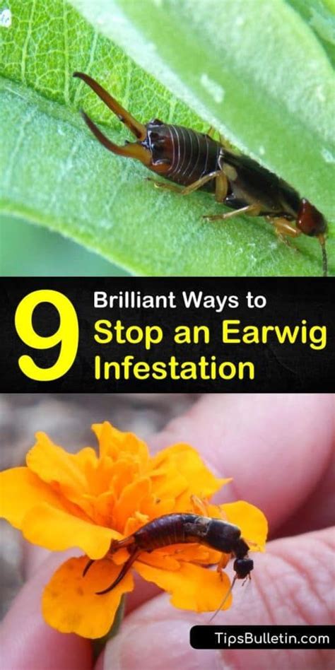 9 Brilliant Ways To Stop An Earwig Infestation Earwigs Garden Pests