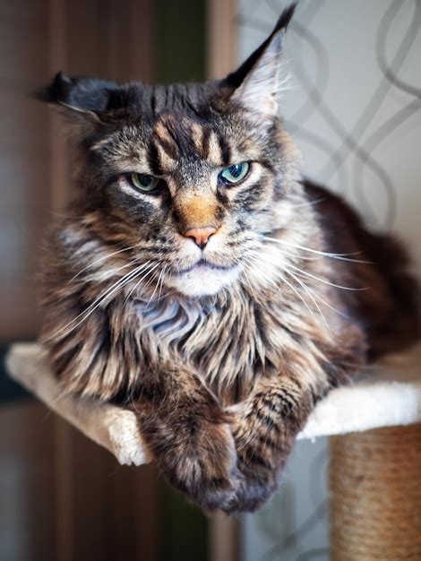 Gato Maine Coon Cinza Deitado No Playground Foto Premium