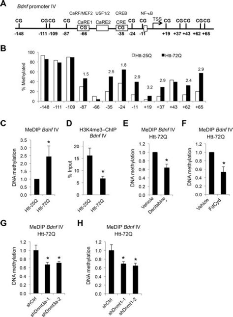 Mutant Htt Increases The Levels Of Dna Methylation At Bdnf Exon Iv Download Scientific Diagram