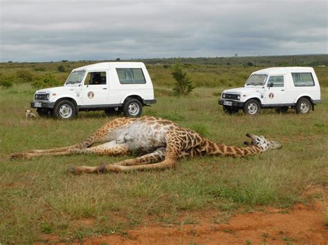 Kenya Conservancies On Twitter Earlier Today A Male Adult Giraffe Was