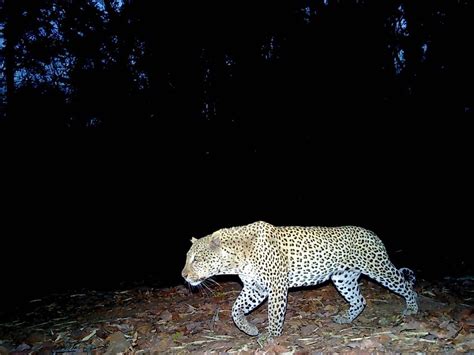 Rare Wildlife Images From Niokolo Koba National Park Give Birth To New
