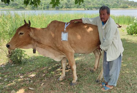 Using Sensecap T1000 Lorawan Gps Tracker For Cattle Tracking Cnx Software