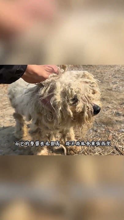 狗肉館死裡逃生的流浪狗，在車來車往的馬路上覓食，讓人心驚肉跳 流浪狗 Animals 动物救助 Youtube