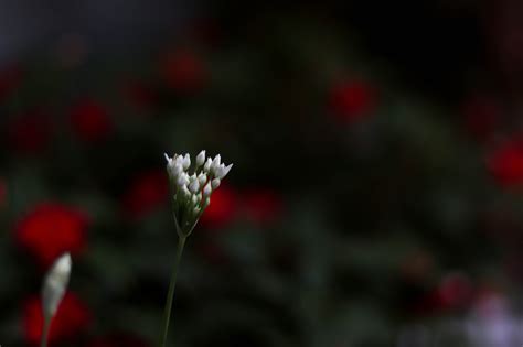 Onion Flower Allium Free Photo On Pixabay Pixabay