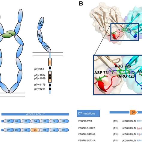 Ecd Binders Inhibit Vegfr 2 Signaling To Map Kinases And Akt A