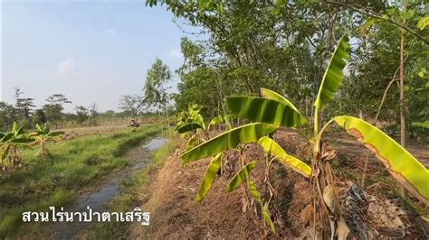 ประโยชน์การขุดคลองไส้ไก่คืออะไร โคกหนองนา เกษตรผสมผสาน บ่าวยุทธพา