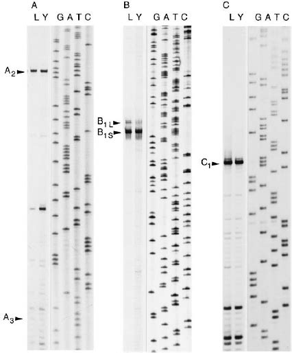 Primer Extension Analysis Of Pre Rnas During Nop2p Depletion Primer