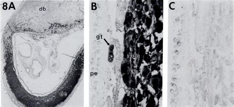 Structure Of Decidua Capsularis Semantic Scholar