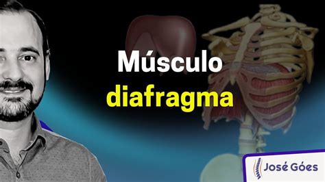 M Sculo Diafragma Jos G Es Youtube