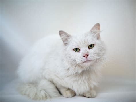 The Mini Kitty Commune Added A The Mini Kitty Commune