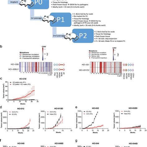 Cnv Analysis Cnvkit Segmentented Copy Numbers Plot113 Illustrates Log2
