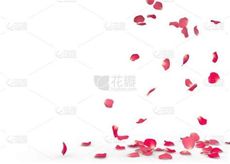 玫瑰花瓣掉在地上