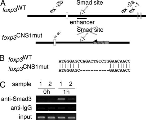 Deletion Of Smad Binding Site In Foxp3 Enhancer Cns1 A Schematic