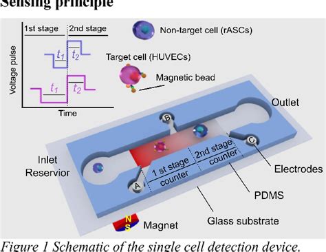 Figure 1 From A Microfluidic Sensor For Single Cell Detection In A Continuous Flow Semantic