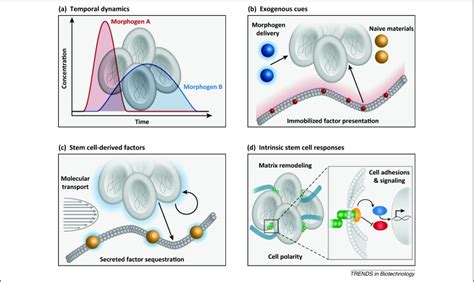 Emerging Strategies For Spatiotemporal Control Of Stem Cell Fate And