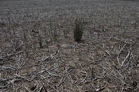 El Niño Provocará Sequías Más Severas Y Picos De Calor Diario La