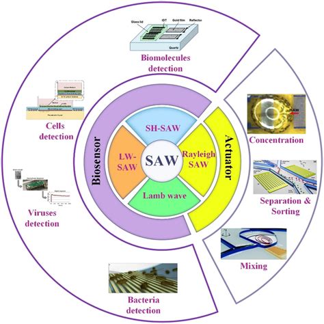 The Saw Devices For Biological Applications Download Scientific Diagram