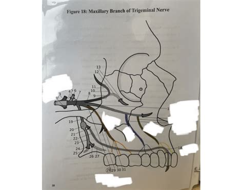 Maxillary Branch Of Trigeminal Nerve Quiz