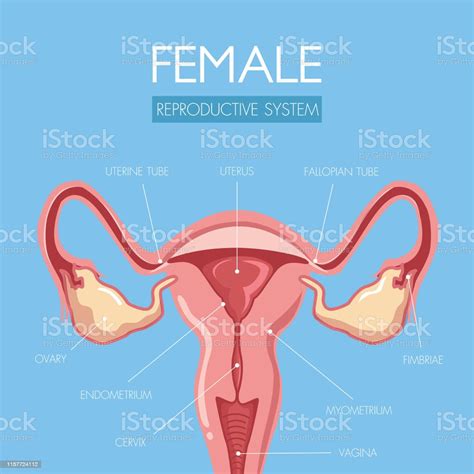 Detail Gambar Sistem Reproduksi Wanita Koleksi Nomer 40