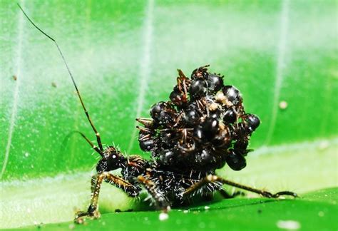 This Insect Uses Its Victims Carcasses As Camouflage Science