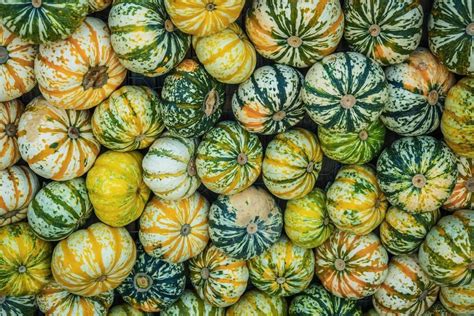 Discover The Diverse World Of Pumpkin Varieties Plant Grower World
