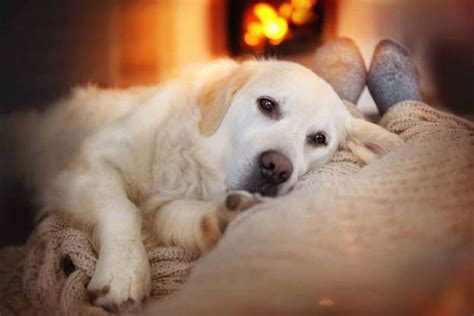 23 Loving Ways Dogs Show Unconditional Devotion To Their Humans