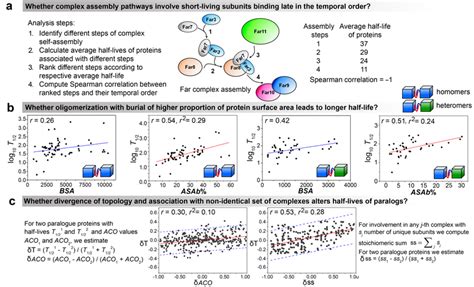 Assembly Hierarchy And Subunit Buried Surface Area As Regulators Of