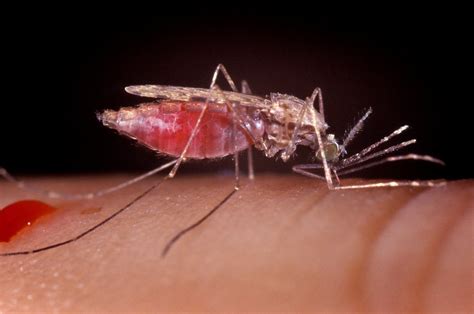 A Special Delivery For Malaria Transmitting Mosquitoes Thesciencebreaker