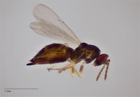 Aprostocetus Micantulus Aprostocetus Micantulus Naturbasen