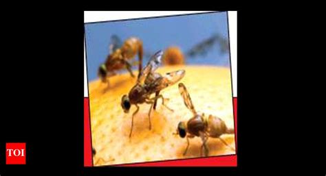 Scientists Use Insects Sex Hormone To Help Ryots Beat Pests Boost