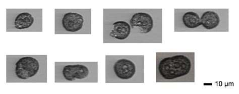 40 Questions With Answers In Phytoplankton Taxonomy Science Topic