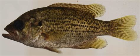 10 Largest Bass Ever Caught In The Us 247 Wall St