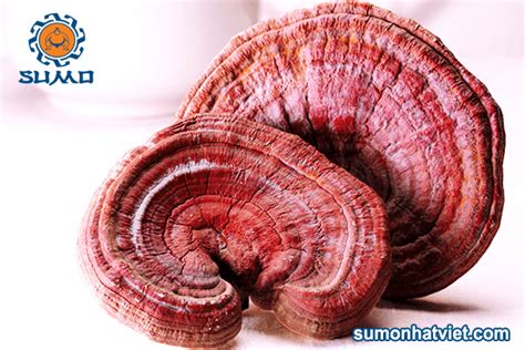 Tác dụng của nấm linh chi và cách dùng hiệu quả nhất Công ty cổ phần SUMO Nhật Việt
