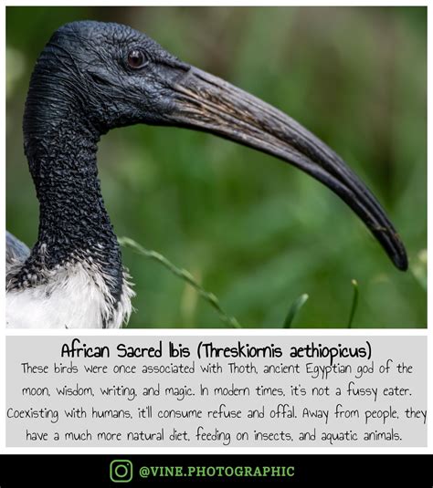 The African Sacred Ibis Threskiornis Aethiopicus D850 Sigma 150