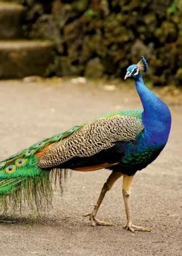Penny The Indian Peacock Fan Casting For Zoo Tv Series Mycast Fan