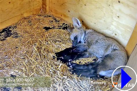 Maned Wolf Live Streaming Webcam Nordens Ark Wildlife Park Sweden